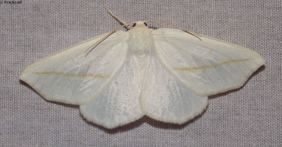 White Slant-Line | Project Noah