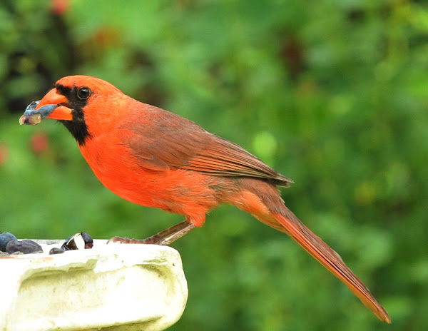 male northern cardinal | Project Noah