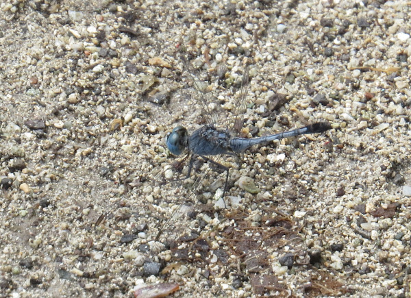 Indian Ground Skimmer Dragonfly | Project Noah