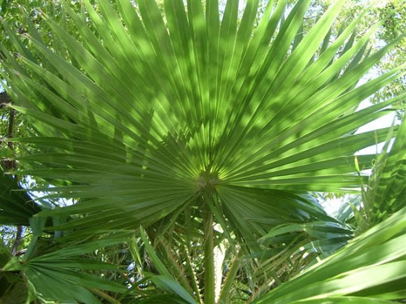 Anahaw | Project Noah