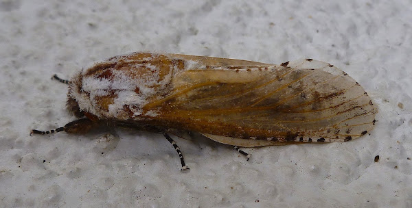 Carpenter Moth | Project Noah