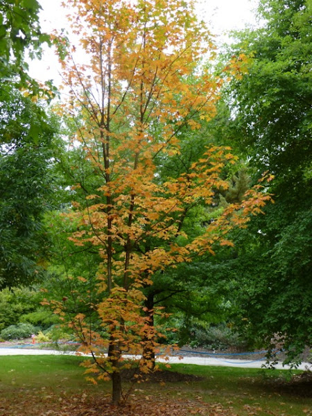 Silver Maple | Project Noah