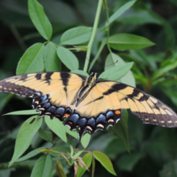 Eastern Tiger Swallowtail | Project Noah