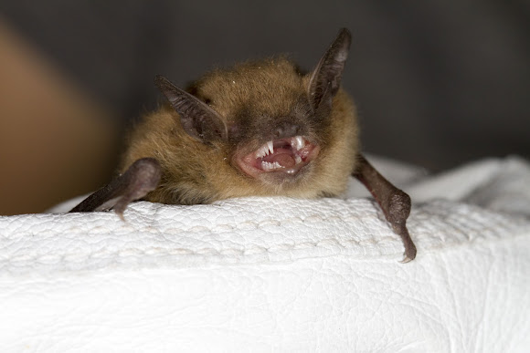 Arizona myotis | Project Noah