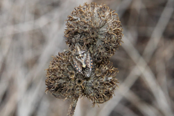 African Cluster Bug | Project Noah