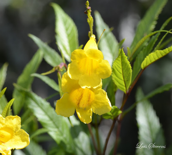 Yellow Trumpetbush | Project Noah