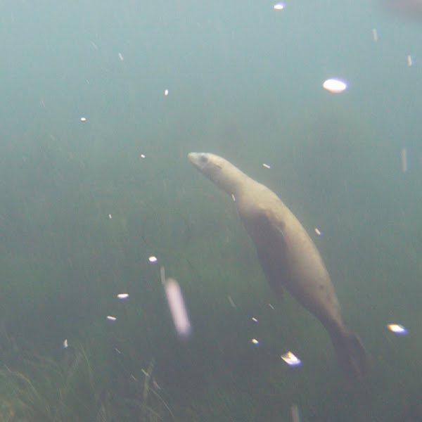 Sea lion | Project Noah