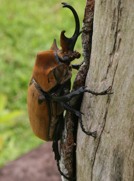 Elephant Beetle | Project Noah