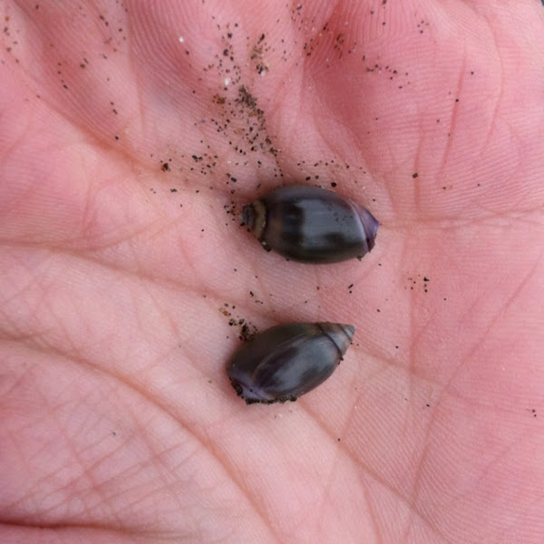 Purple Olive Snail | Project Noah