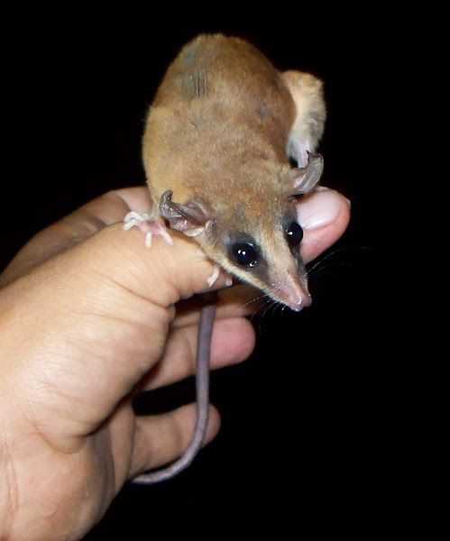 Linnaeus's Mouse Opossum | Project Noah