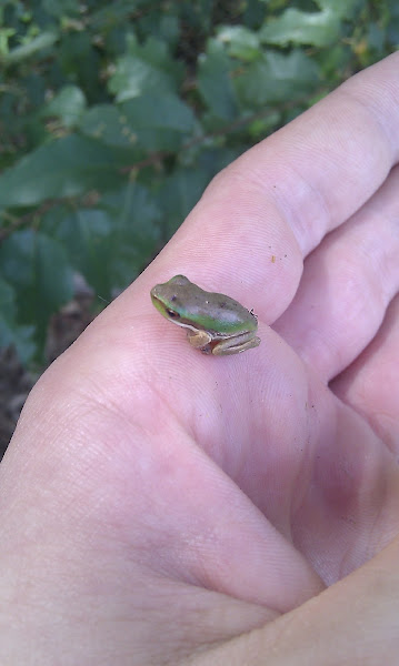 Baby Blue Tree Frog