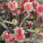 Sweet Hakea | Project Noah