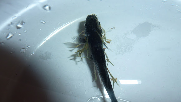 Anchor Worms On Molly Fish | Project Noah