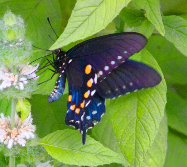 Pipevine Swallowtail | Project Noah