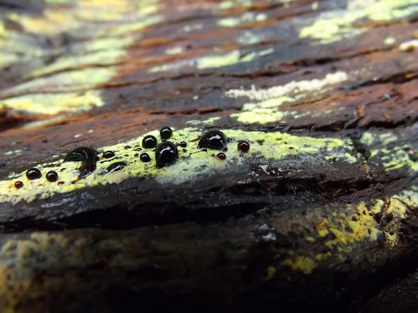 Black ink fungus? | Project Noah
