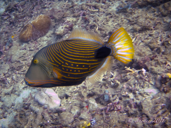 Orange-lined Triggerfish | Project Noah