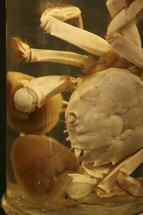 Field Trip - Meguro Parasitological Museum