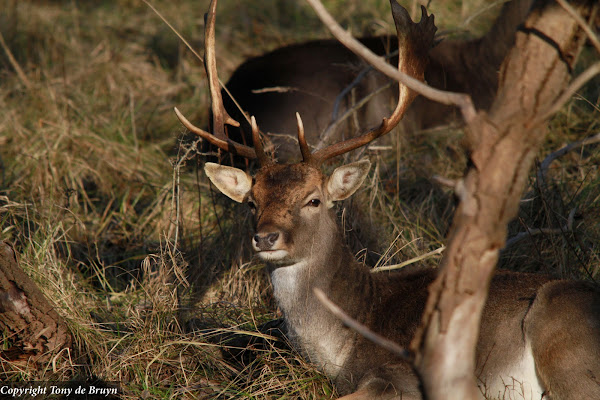 Fallow Deer | Project Noah