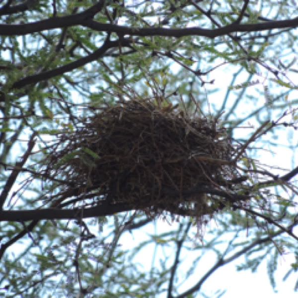 Bird nest | Project Noah