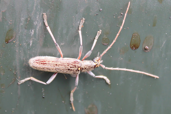 Lemon tree borer | Project Noah