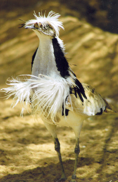 Houbara Bustard | Project Noah