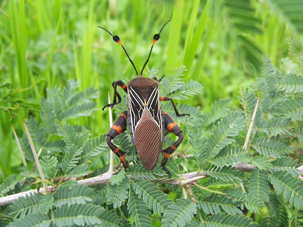 Tantarria (giant mesquite bug) | Project Noah