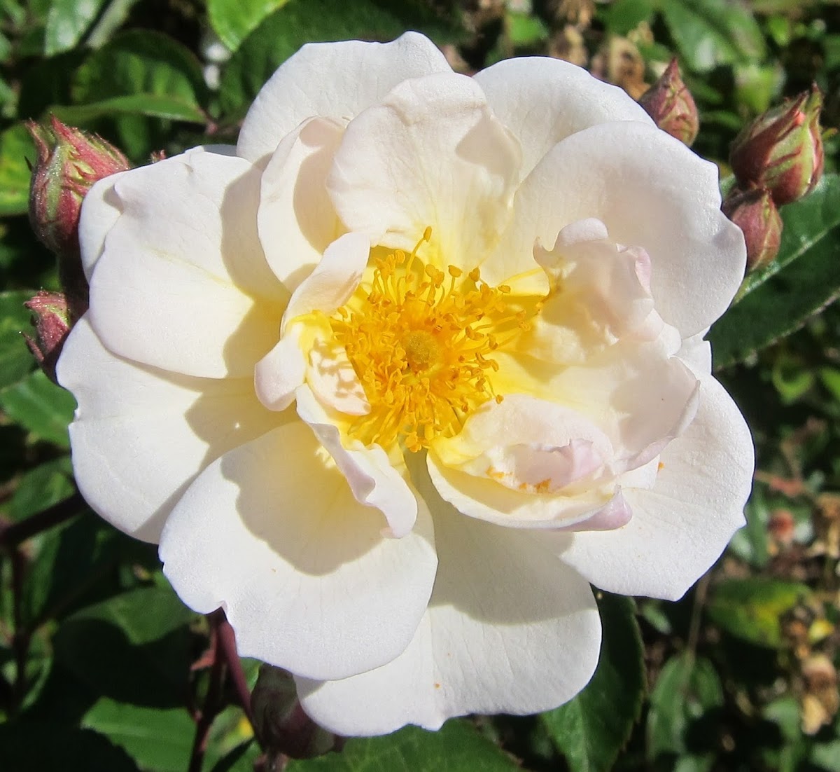 Hybrid Multiflora Rose | Project Noah