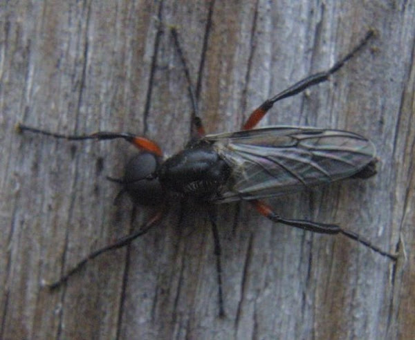 March Fly, male | Project Noah