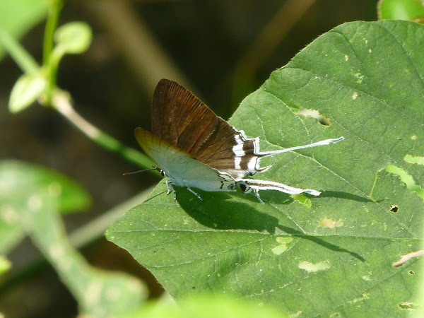 Common Imperial | Project Noah