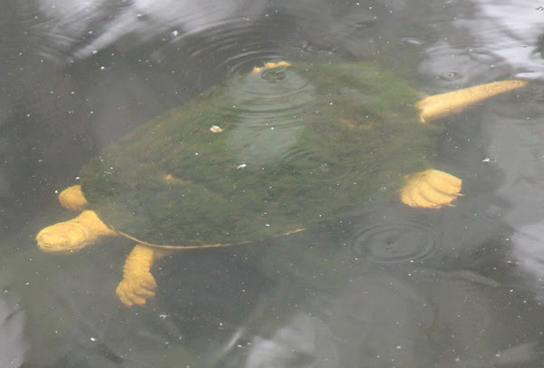Murray River Turtle | Project Noah