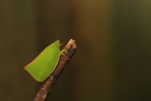 Flatid Planthopper (Torpedo Bug) Siphanta acuta | Project Noah