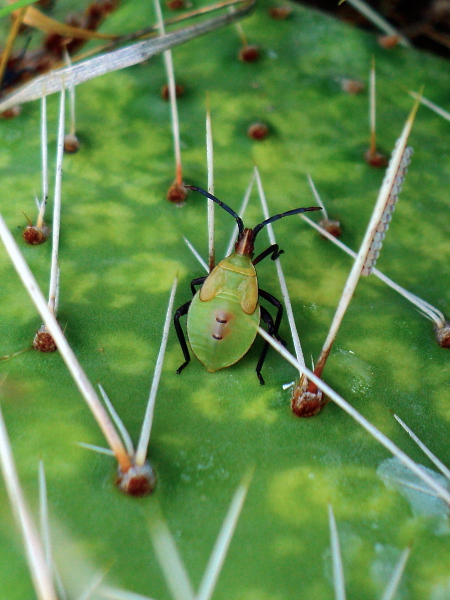 Cactus Bug (Nymph) | Project Noah