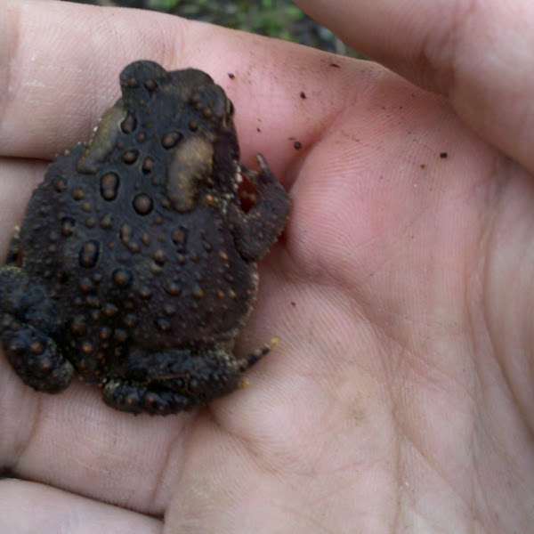 American Toad | Project Noah