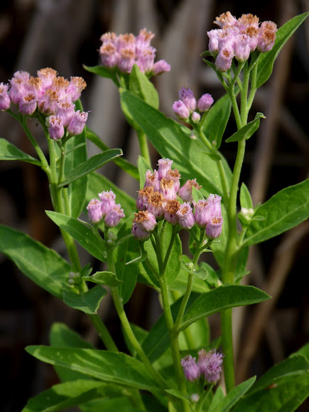 Salt Marsh Fleabane | Project Noah