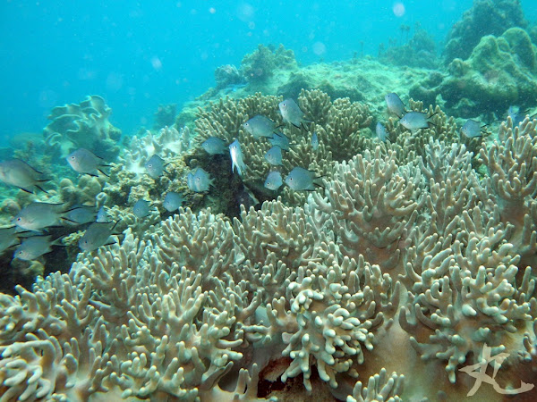 Blackfin Chromis | Project Noah