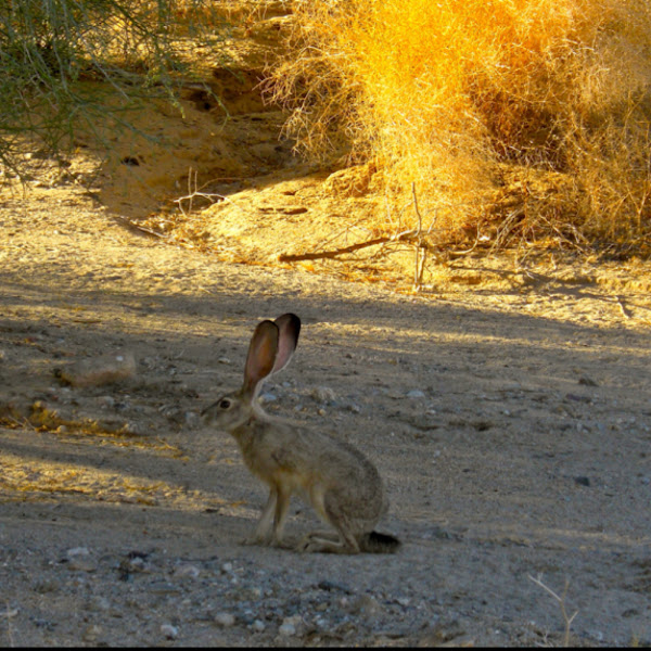 Black-tailed Jack Rabbit | Project Noah