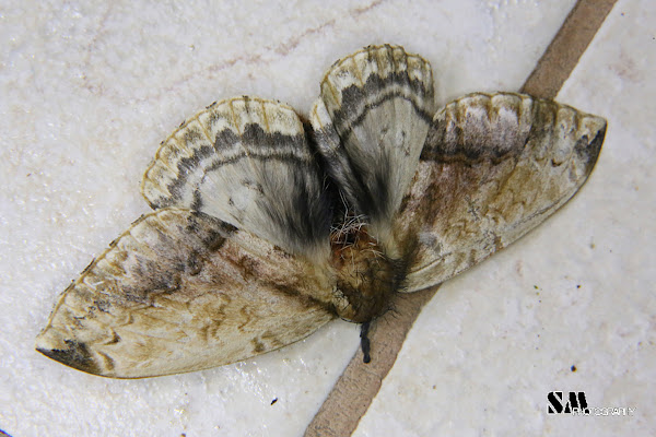 Molippa moth | Project Noah