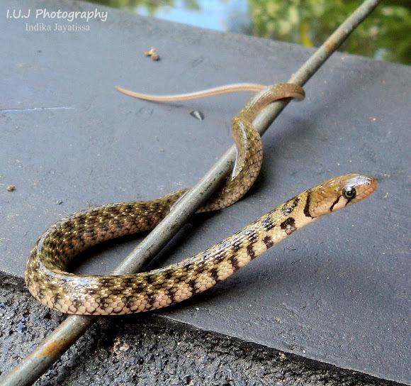 Checkered keelback | Project Noah