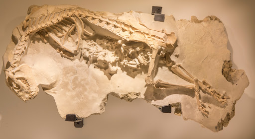 Oreodont with Embryos — Google Arts & Culture