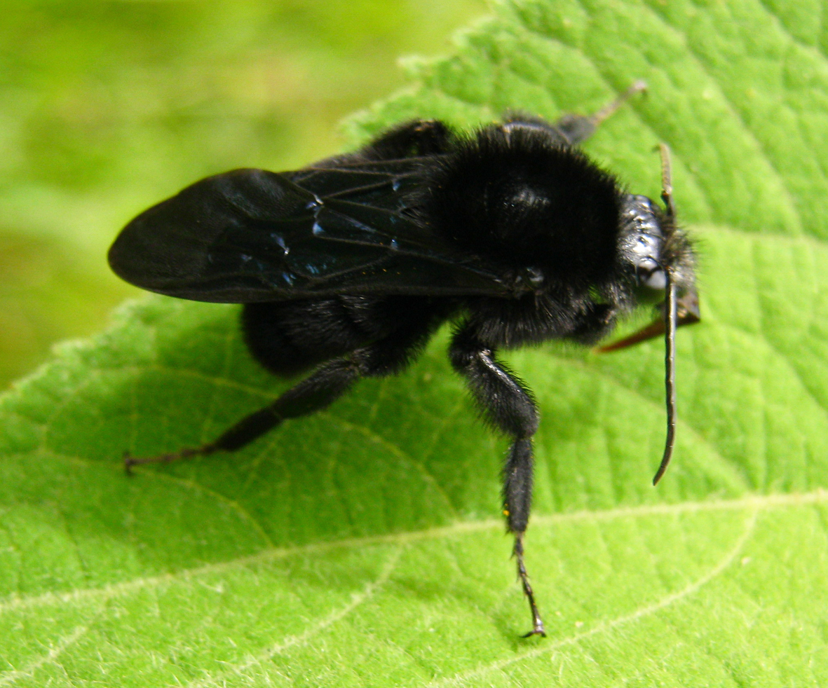 Mamangava | Project Noah