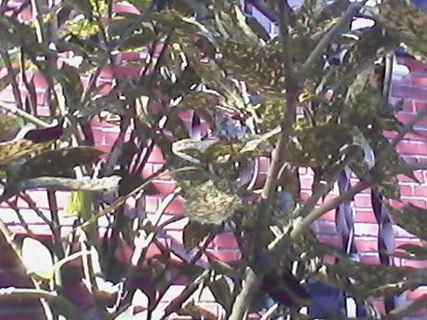 Spotting | Project Noah