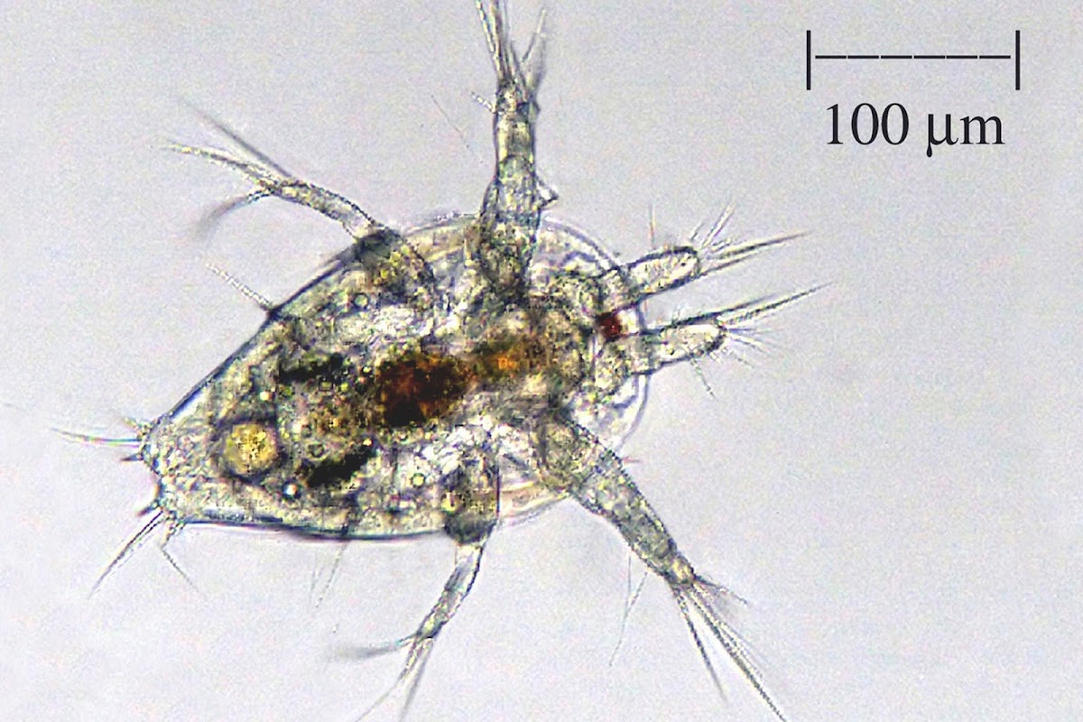 Nauplius | Project Noah