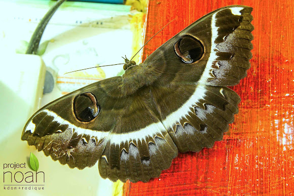 Erebus Moth | Project Noah