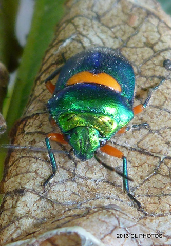 Green Jewel Bug | Project Noah