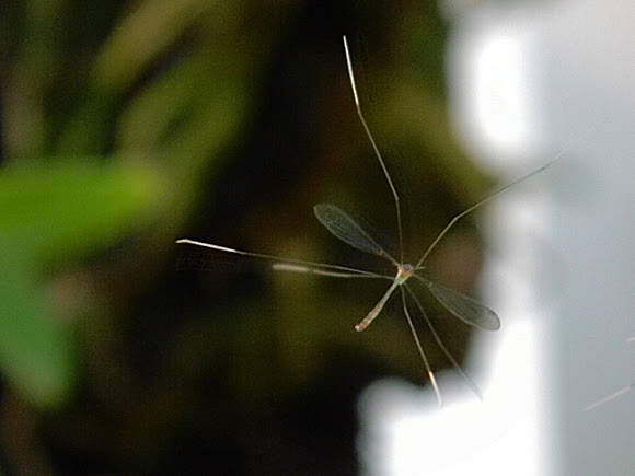 phantom crane fly | Project Noah