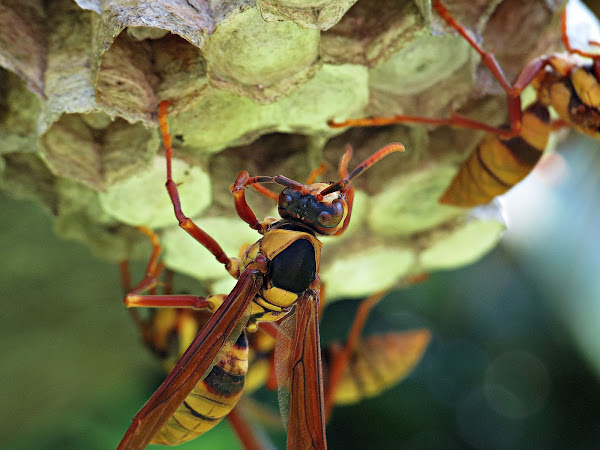 Vespa - wasp | Project Noah