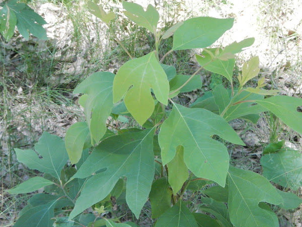 Sassafras | Project Noah