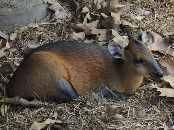 Red-Flanked Duiker | Project Noah