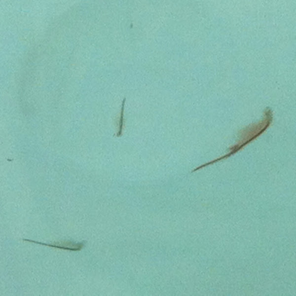 Sea-Monkey | Project Noah