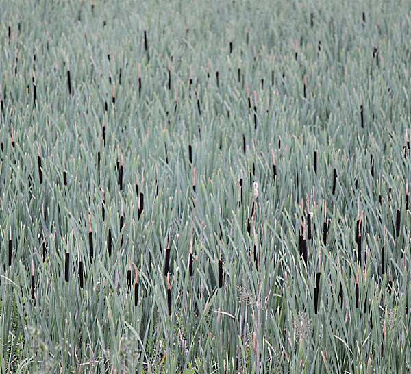 Bulrush, Common Bulrush, Broadleaf Cattail, Common Cattail, Great ...